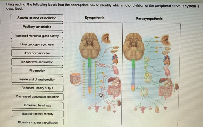 Solved Drag each of the following labels into the | Chegg.com
