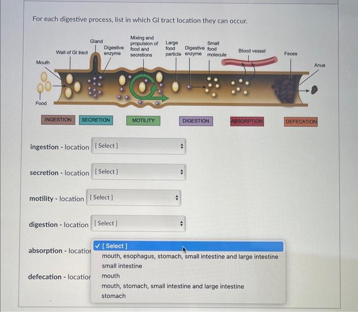 Solved For each digestive process, list in which GI tract | Chegg.com