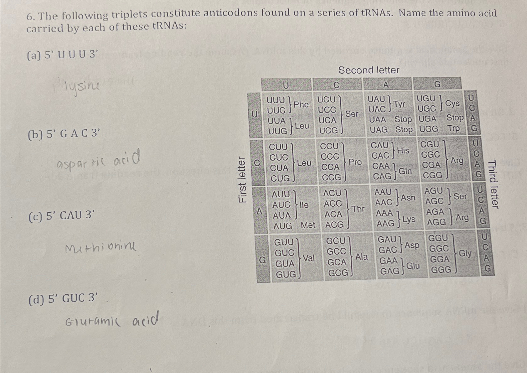 Solved The following triplets constitute anticodons found on | Chegg.com