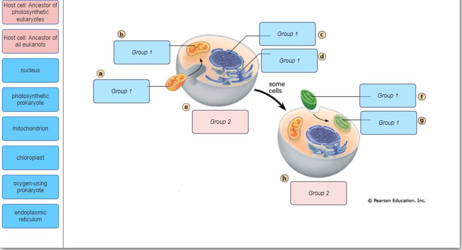 Solved Host cell: Ancestor ofphotosyntheticeukaryotesHost | Chegg.com