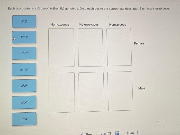 Solved Each box contains a Drosophila (fruit fly) genotype. | Chegg.com