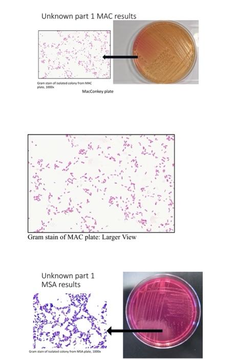 BIOL 260 Unknowns Lab Part 1: Data Unknown Sample | Chegg.com