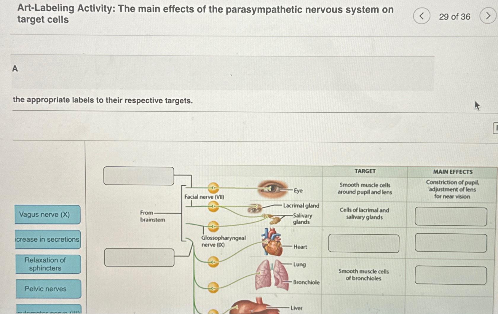 Solved Art-Labeling Activity: The main effects of the | Chegg.com