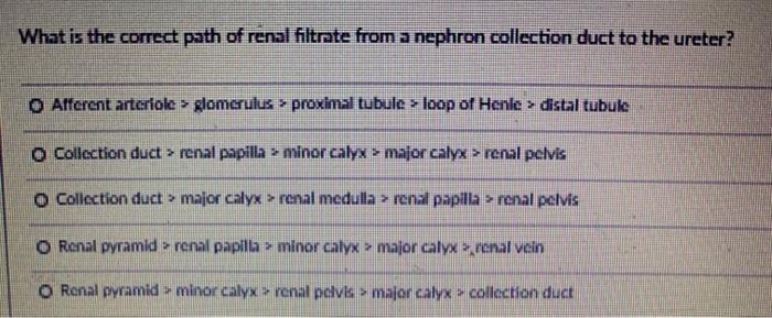 Solved What is the correct path of renal filtrate from a | Chegg.com