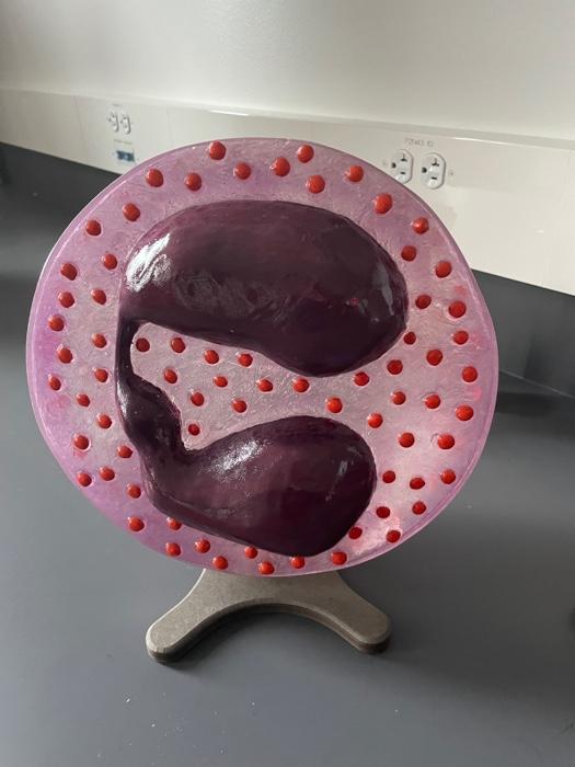 Solved Can you please identify these cell models? | Chegg.com