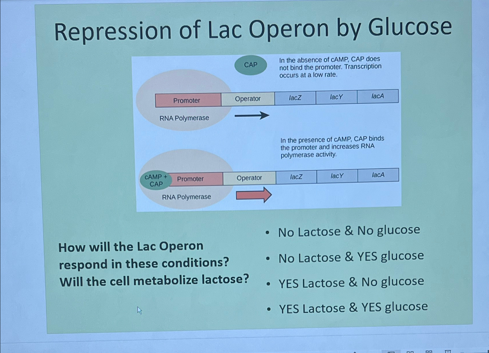 Solved Repression of Lac Operon by GlucoseCAP In the absence | Chegg.com