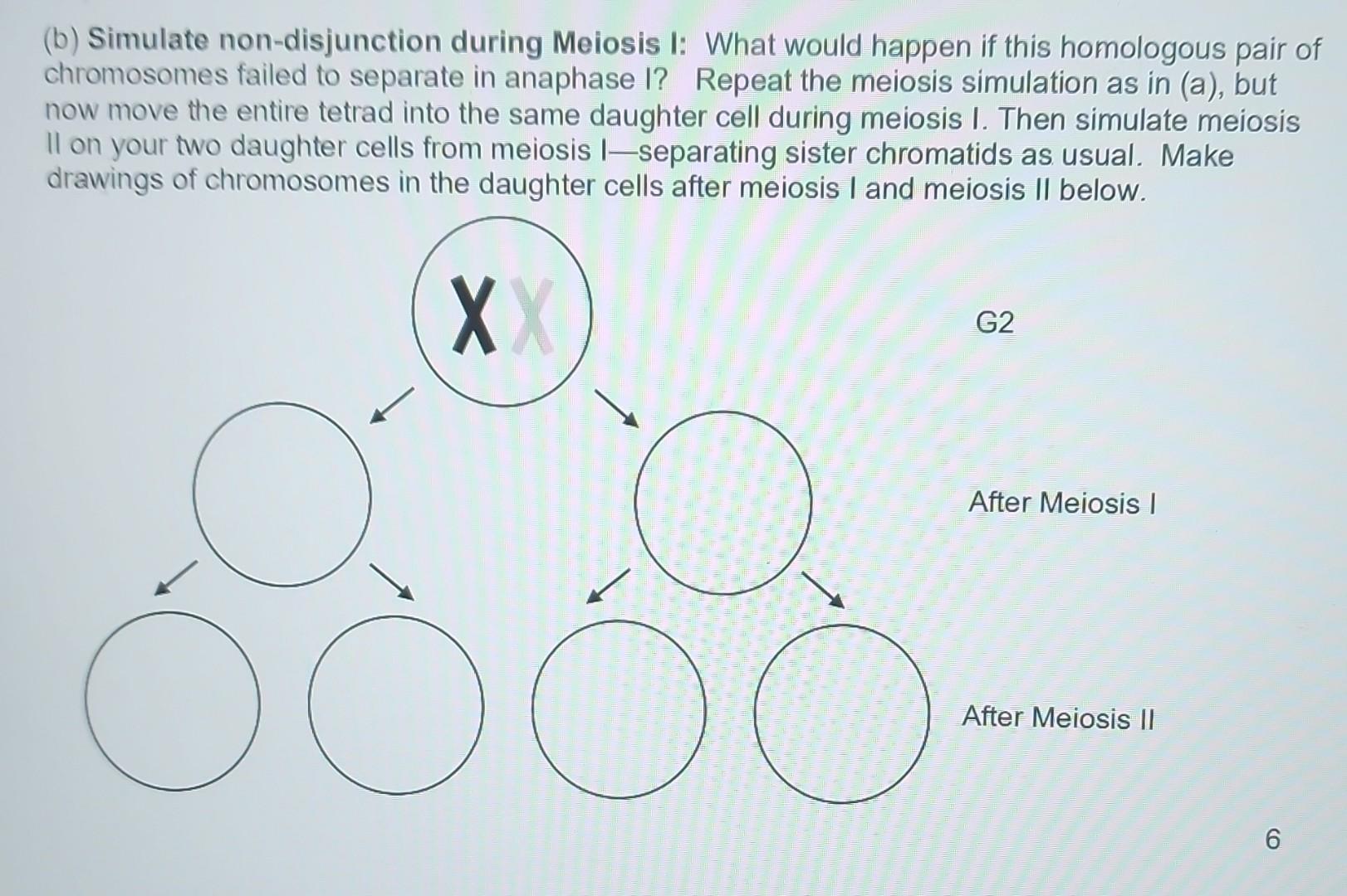 Solved (b) Simulate non-disjunction during Meiosis I: What | Chegg.com