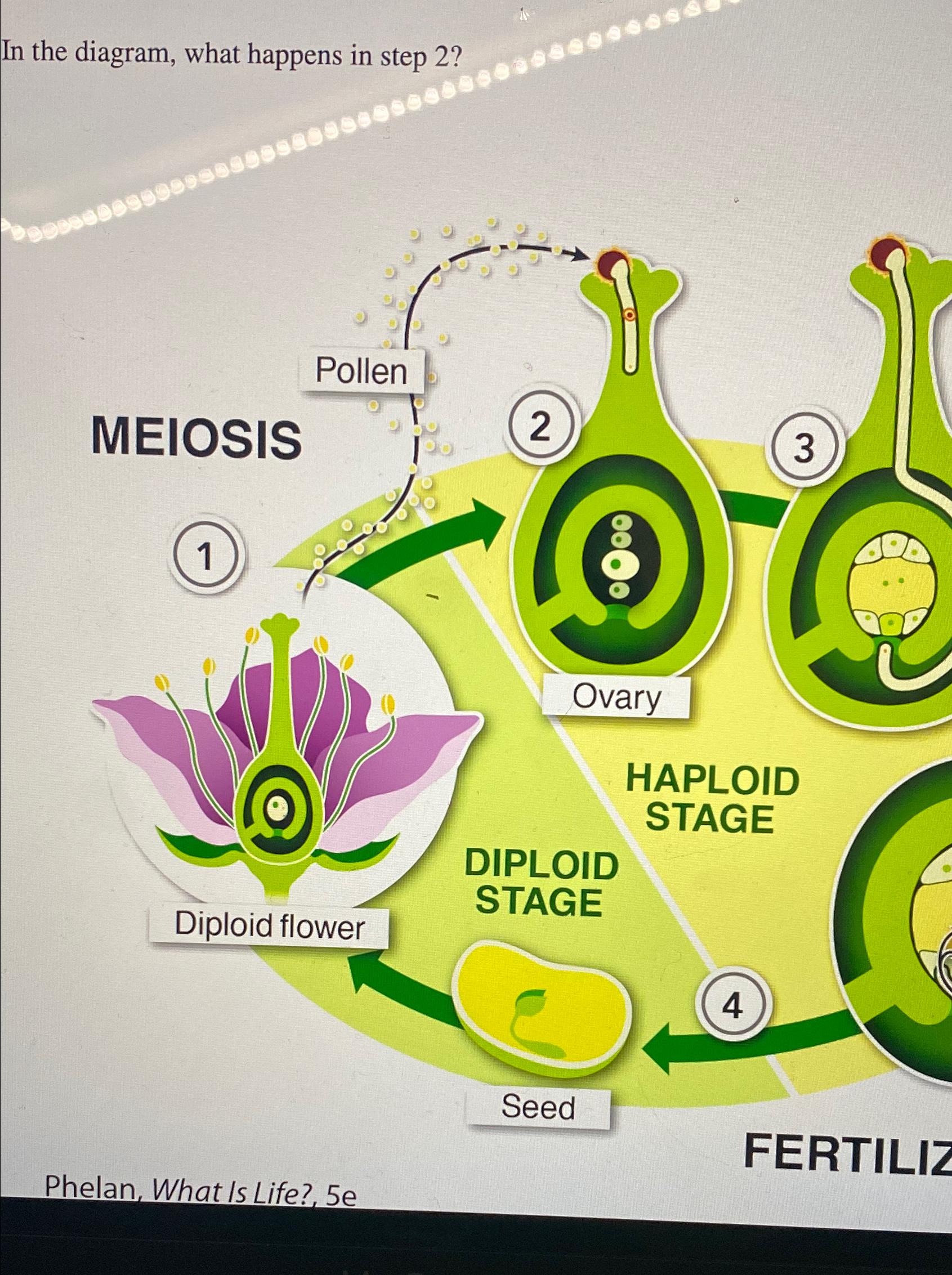 Solved In the diagram, what happens in step 2?Phelan, What | Chegg.com