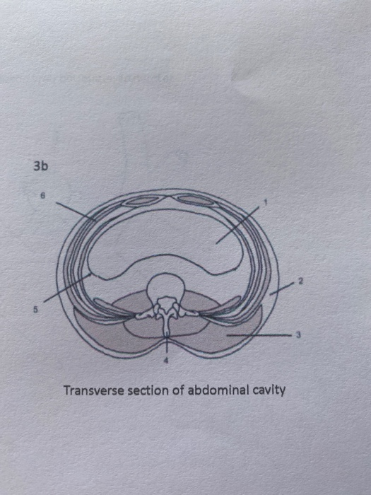 Solved 3b 6 5 Transverse section of abdominal cavity | Chegg.com
