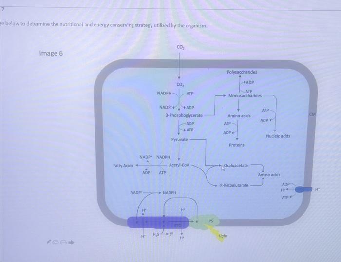 Solved 2e below to determine the nutritional and energy | Chegg.com