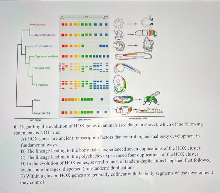 6. Regarding the evolution of HOX genes in animals | Chegg.com