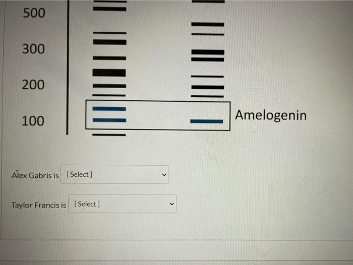 Solved Station 3 - DNA Amelogenin Station Amelogenin is a | Chegg.com