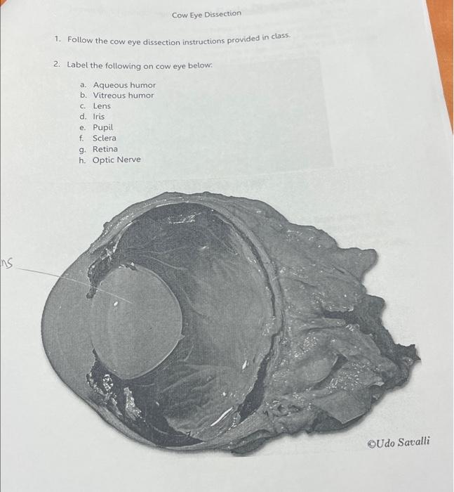 Solved 1. Follow the cow eye dissection instructions | Chegg.com