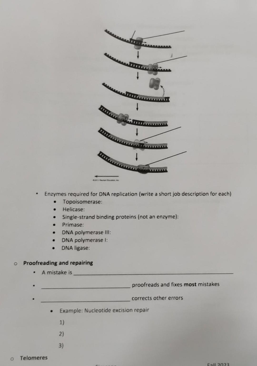 Solved Enzymes Required For Dna Replication Write A Short 2329