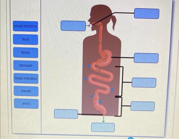 Solved small intestine food feces stomach 3 large intestine | Chegg.com