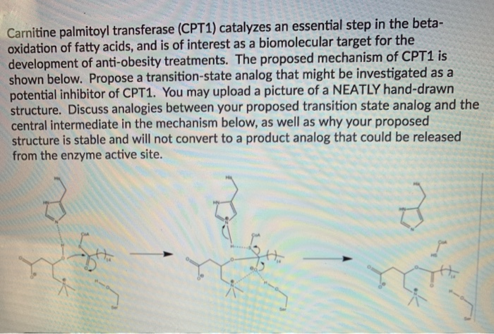 Carnitine palmitoyl transferase (CPT1) catalyzes an | Chegg.com