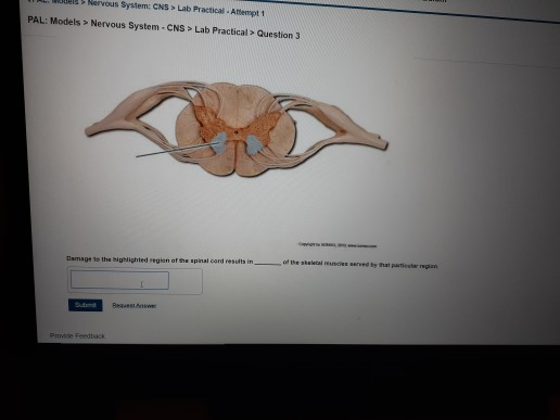Solved Nervous System CNS > Lab Practical - Attempt 1 PAL: | Chegg.com Solved Nervous System CNS > Lab Practical - Attempt 1 PAL: | Chegg.com