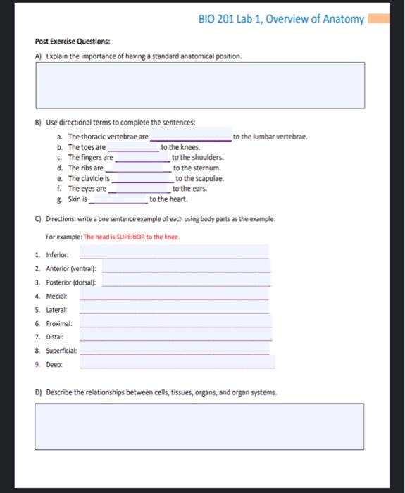 Solved BIO 201 Lab 1, Overview of Anatomy TORSO MODEL: Take | Chegg.com