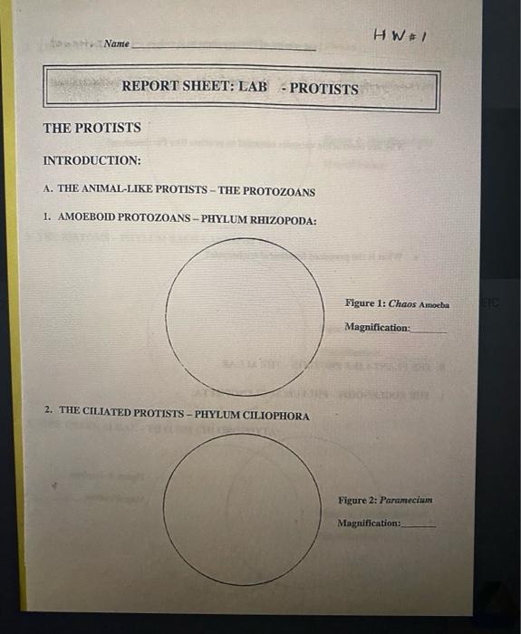 Solved HWE Name REPORT SHEET: LAB - PROTISTS THE PROTISTS | Chegg.com