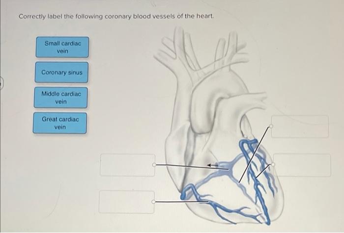 Solved Correctly label the following coronary blood vessels | Chegg.com