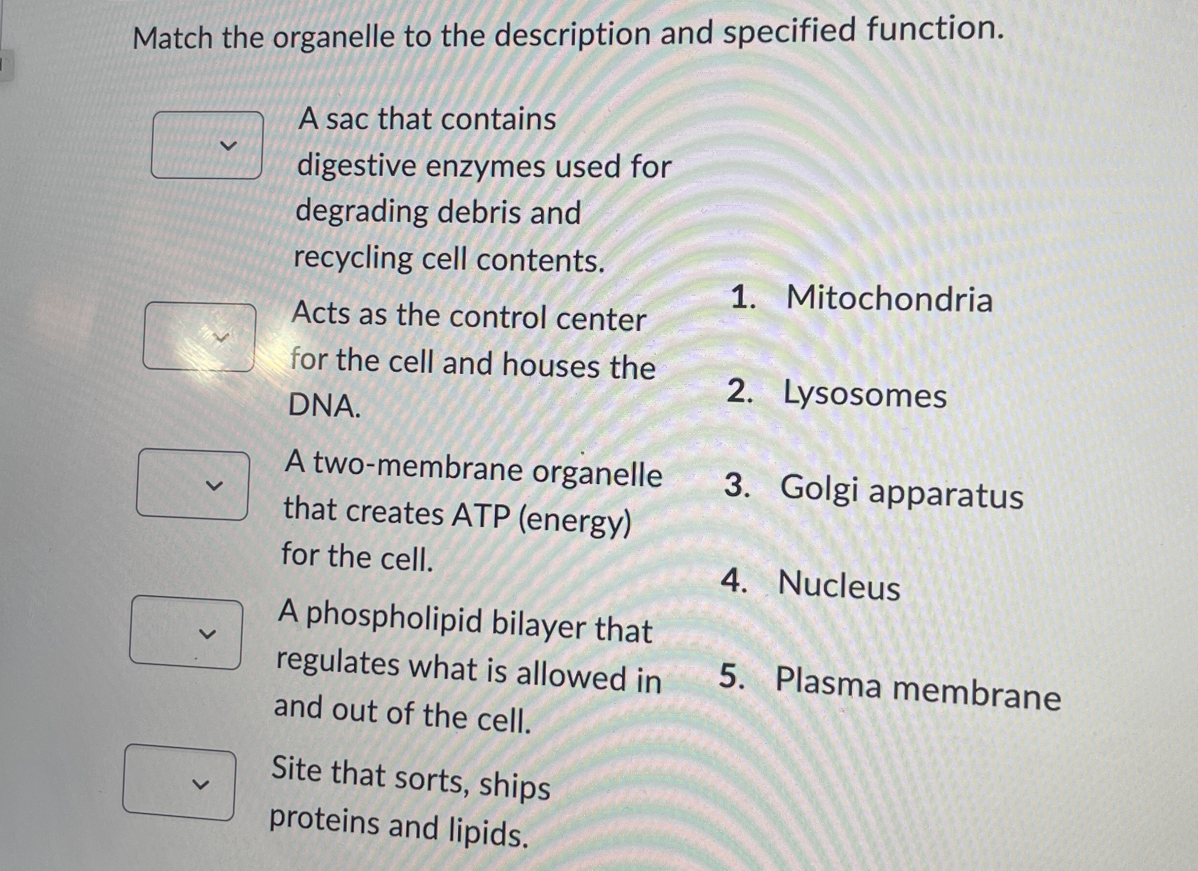 Solved Match the organelle to the description and specified | Chegg.com