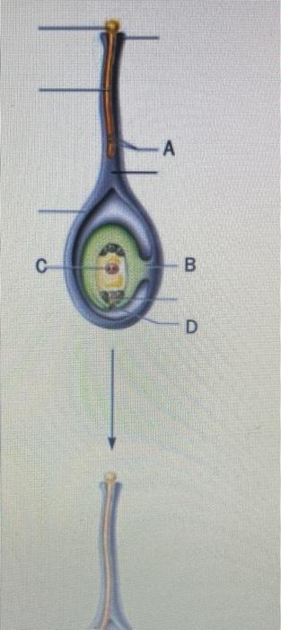Solved Using the diagram, match each letter with the name of | Chegg.com