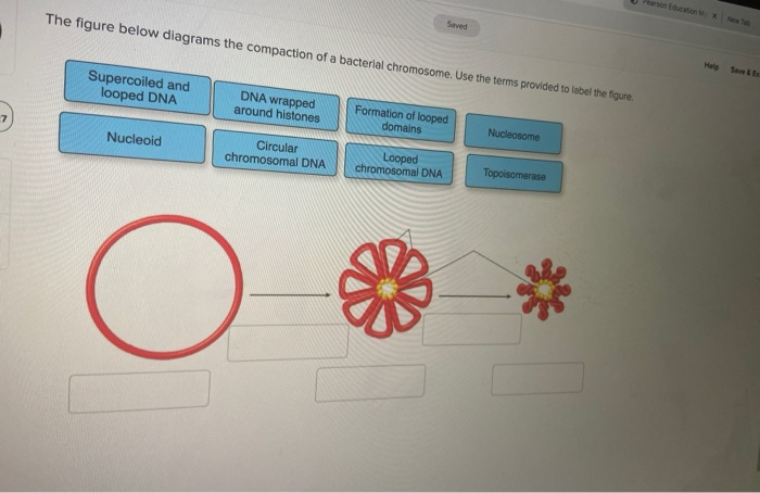 Solved The figure below diagrams the compaction of a | Chegg.com