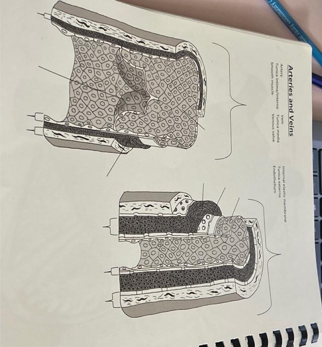 Solved Ammunion Aayes BUT Arteries and Veins Artery Tunica | Chegg.com