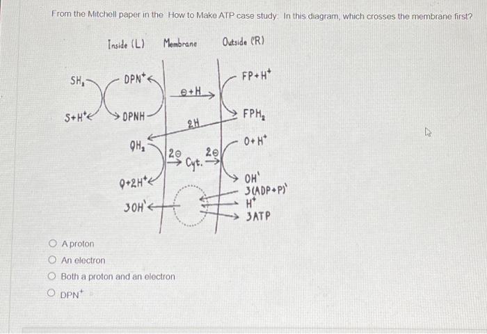 Solved From the Mitchell paper in the How to Make ATP case | Chegg.com