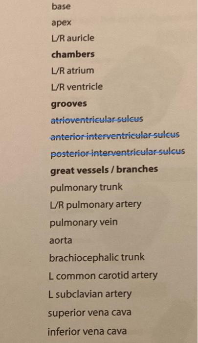 base apex L/R auricle chambers L/R atrium L/R | Chegg.com