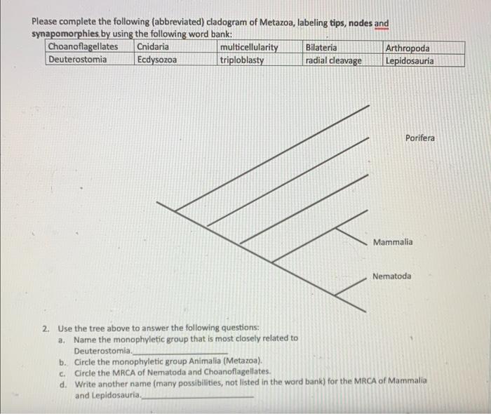 Solved Please complete the following (abbreviated) cladogram | Chegg.com