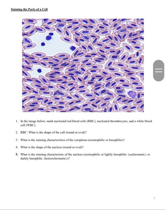 Solved Cytology 1. Using the following list of terms, label | Chegg.com
