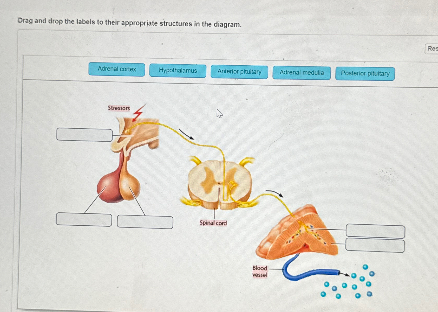 Solved Drag and drop the labels to their appropriate | Chegg.com