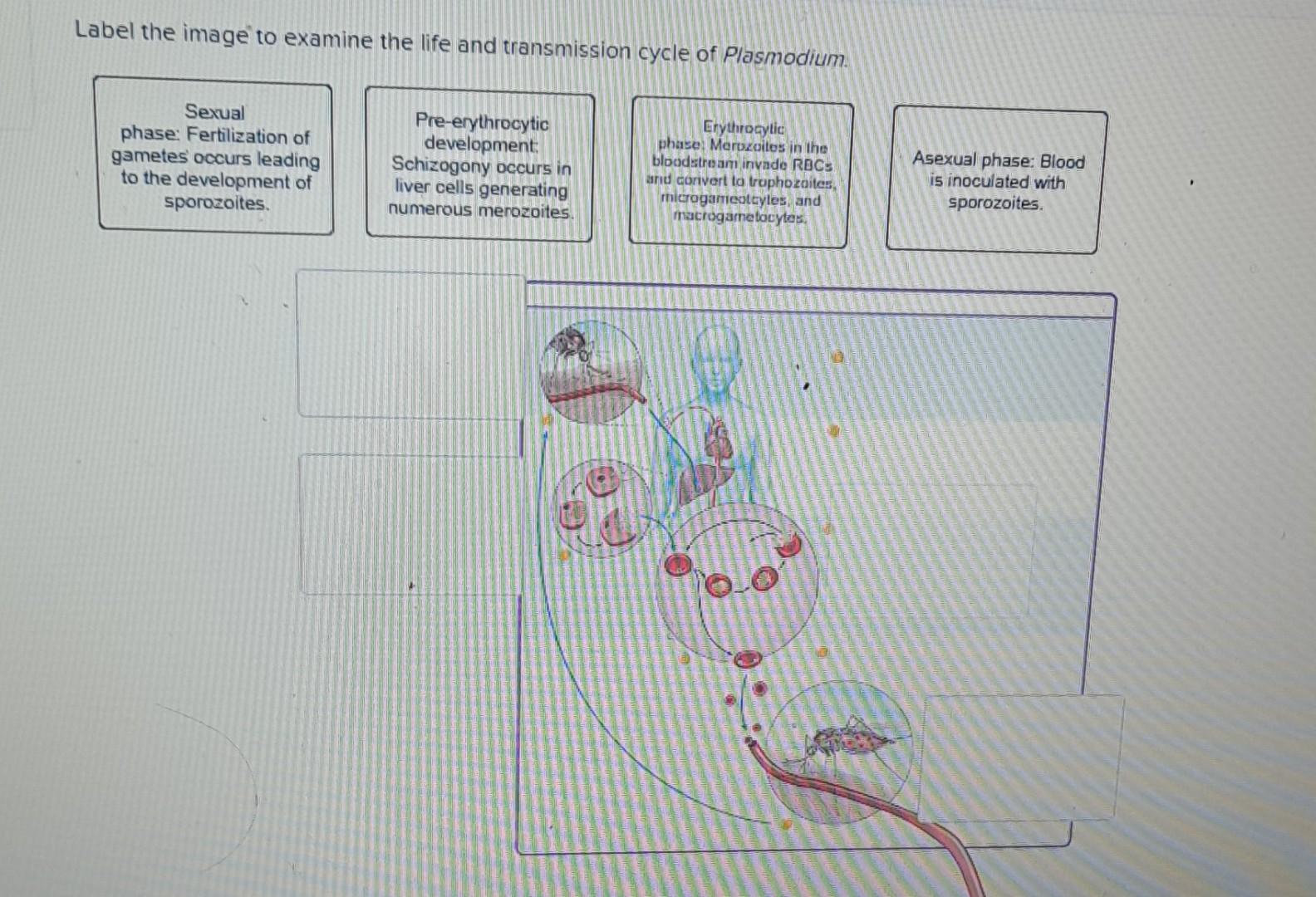 Solved Label the image to examine the life and transmission | Chegg.com