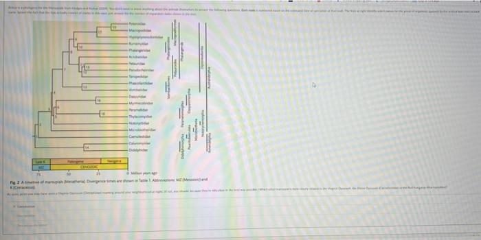 19 17 | 10 15 12 13 Potoroidae Macropodidae - | Chegg.com