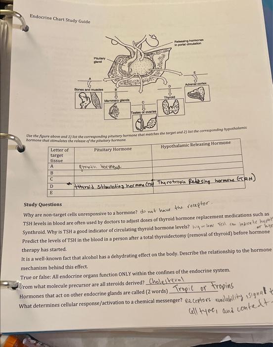 Solved Endocrine Chart Study Guide Why are non-target cells | Chegg.com