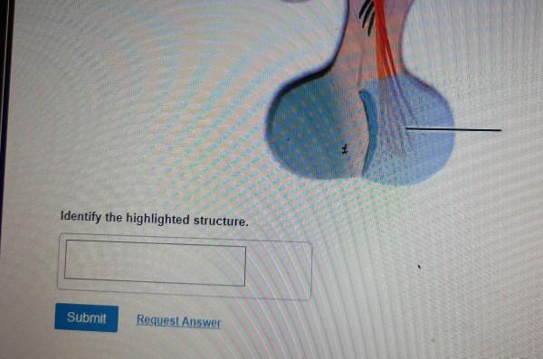 Solved Identify the highlighted structure. Submit Request | Chegg.com