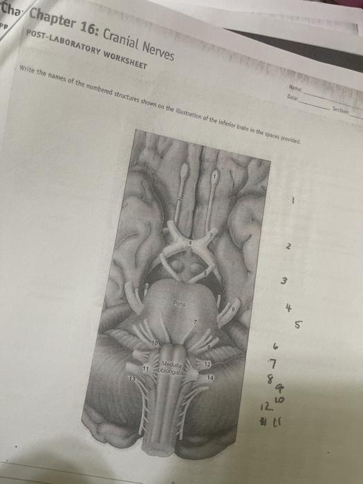 Solved Cha Chapter 16: Cranial Nerves POST-LABORATORY | Chegg.com