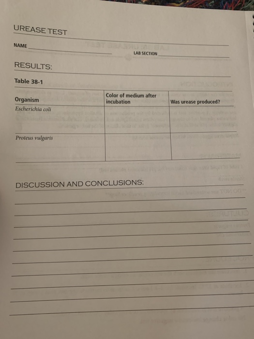 Solved LAB 38: UREASE TEST INTRODUCTION: Test for the | Chegg.com