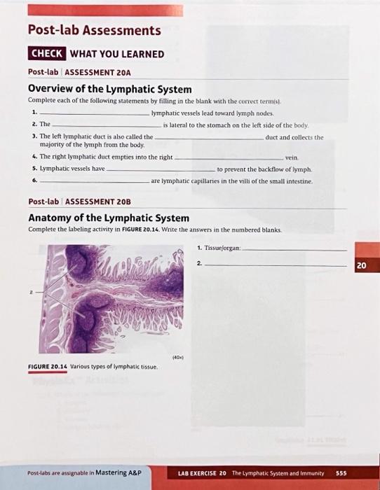 Solved Post-lab Assessments CHECK WHAT YOU LEARNED Post-lab | Chegg.com Solved Post-lab Assessments CHECK WHAT YOU LEARNED Post-lab | Chegg.com