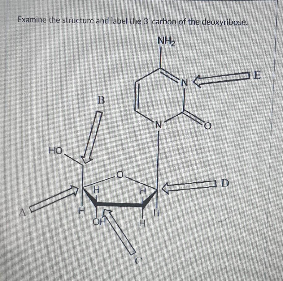 Solved Examine the structure and label the 3' carbon of the | Chegg.com