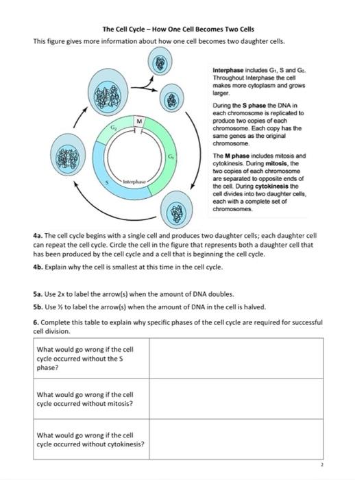 Solved The Cell Cycle - How One Cell Becomes Two Cells This | Chegg.com