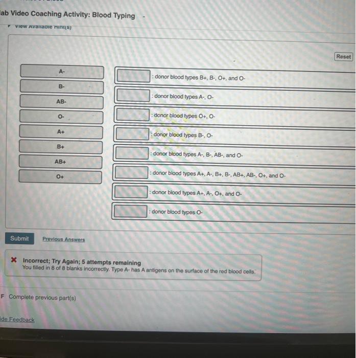 Solved ab Video Coaching Activity: Blood Typing - Yiow | Chegg.com