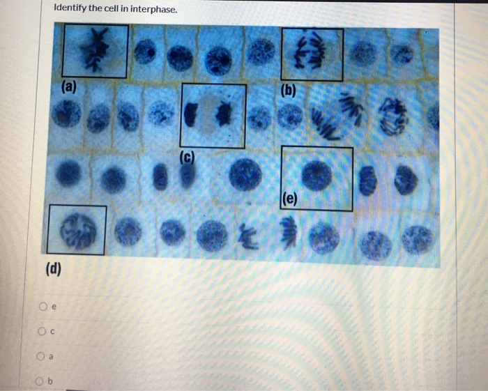 Solved Identify the cell in interphase. (Ь) . (d) Оe Ос О а | Chegg.com