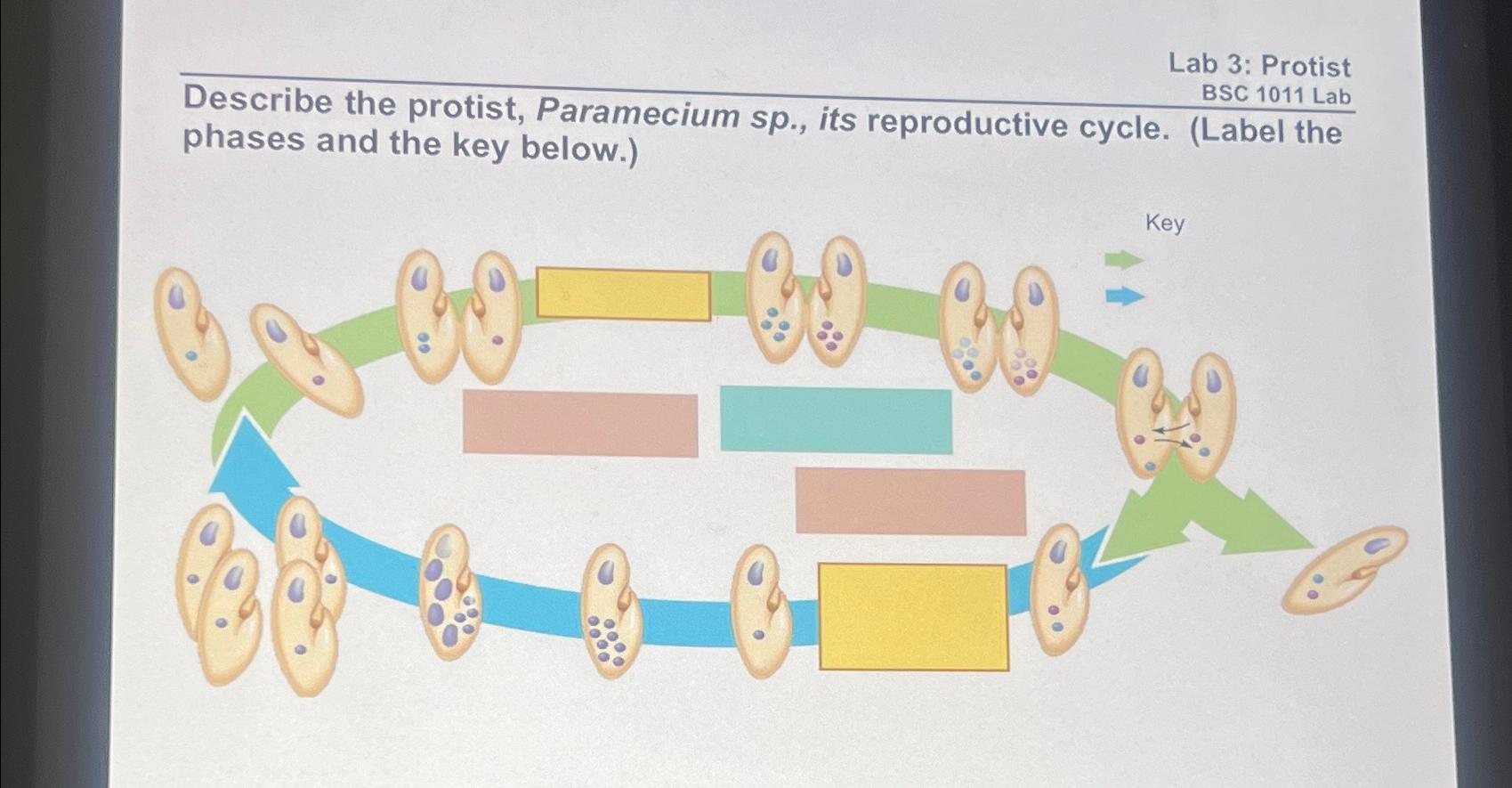 Solved Lab 3: Protist BSC 1011LabDescribe the protist, | Chegg.com