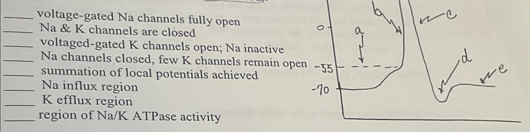 Solved voltage-gated Na ﻿channels fully open Na&K ﻿channels | Chegg.com