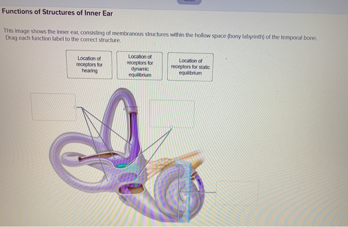 Solved Functions of Structures of Inner Ear This image shows | Chegg.com