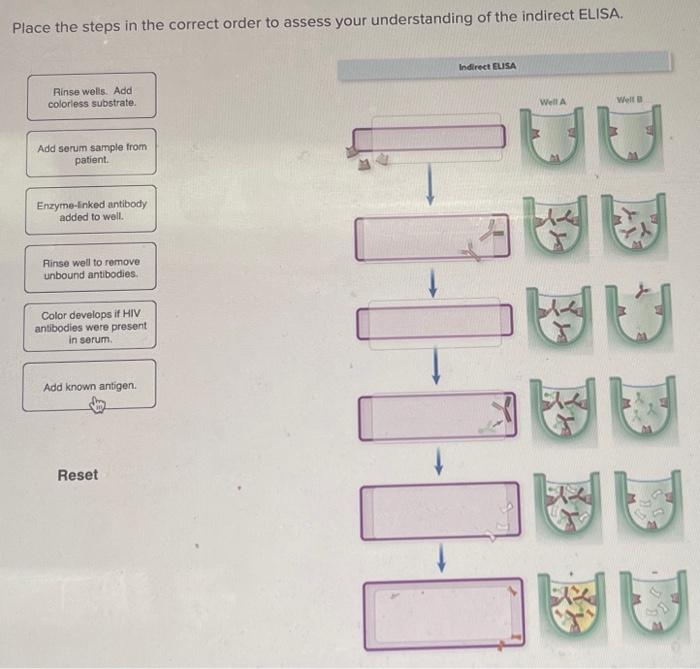 Place the steps in the correct order to assess your | Chegg.com