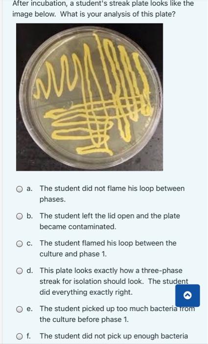 Solved After incubation, a student's streak plate looks like | Chegg.com