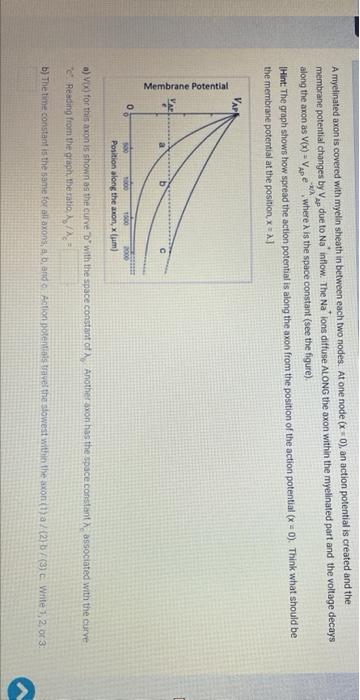 Solved A myelinated axon is covered with myelin sheath in | Chegg.com